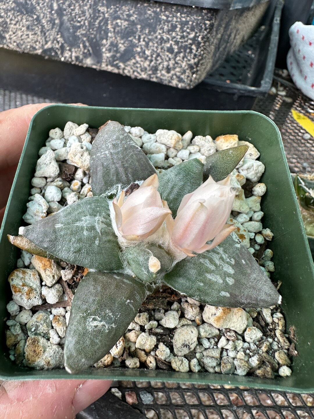 Ario Retusus Rough Tubercle Cactus - Etsy