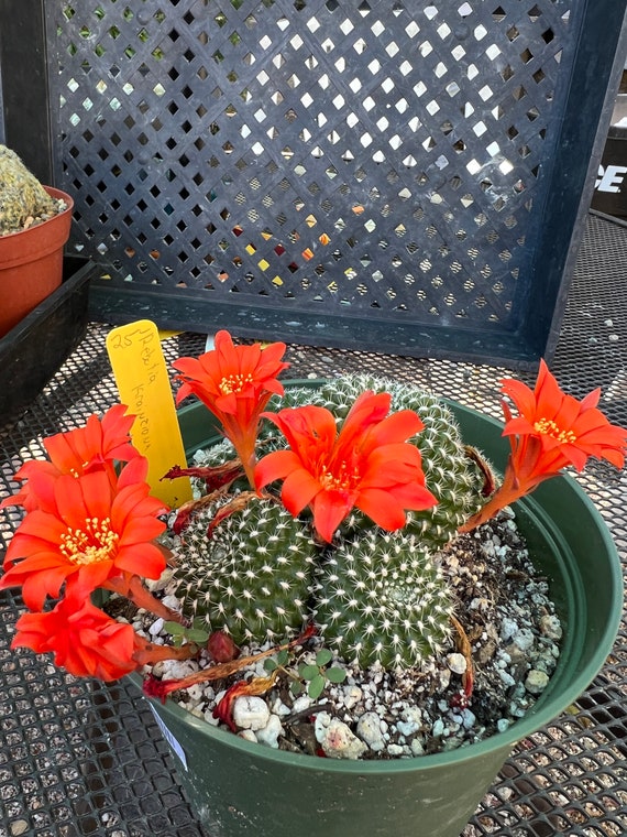 Flowering Cactus Pot