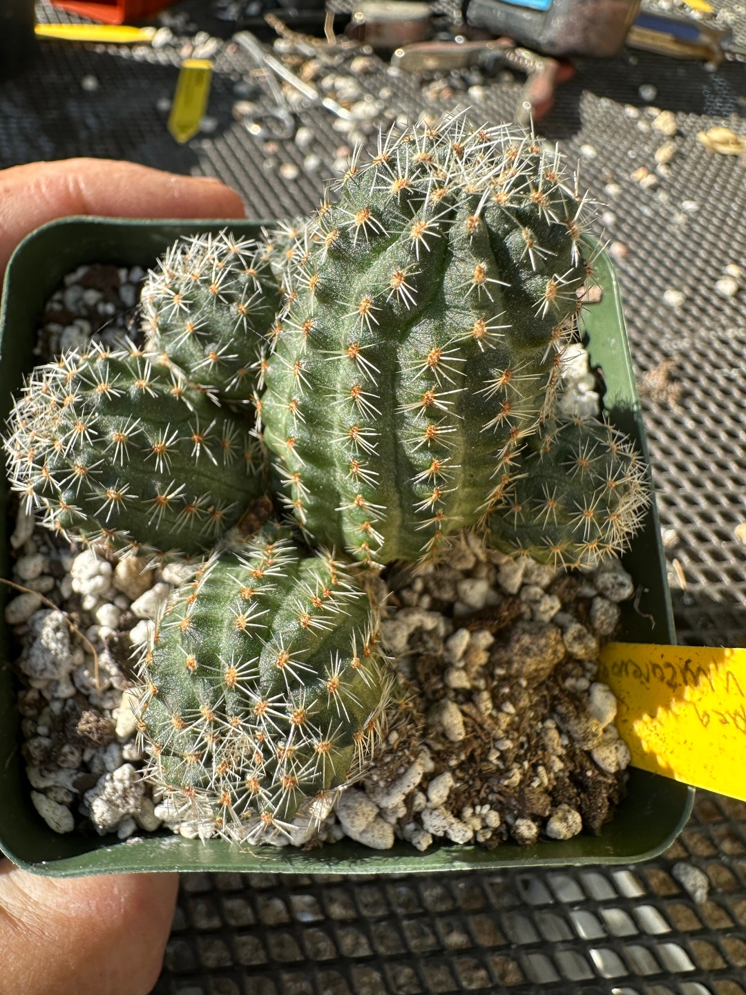 Rebutia Pygmaea V. Nazarenoensis Cactus K34 - Etsy