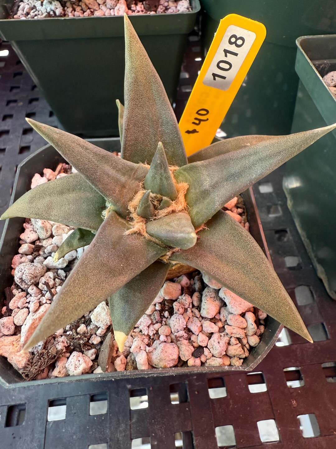 Ario Trigonus Cactus in 3.25 Inch Pot Rare 1018 - Etsy