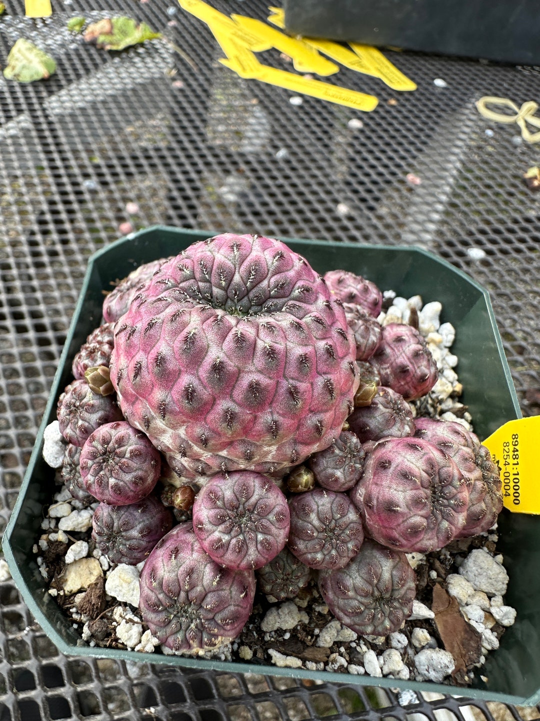 Sulcorebutia Rauschii Violaceidermis Mars Variety Already in Bud C 223 ...