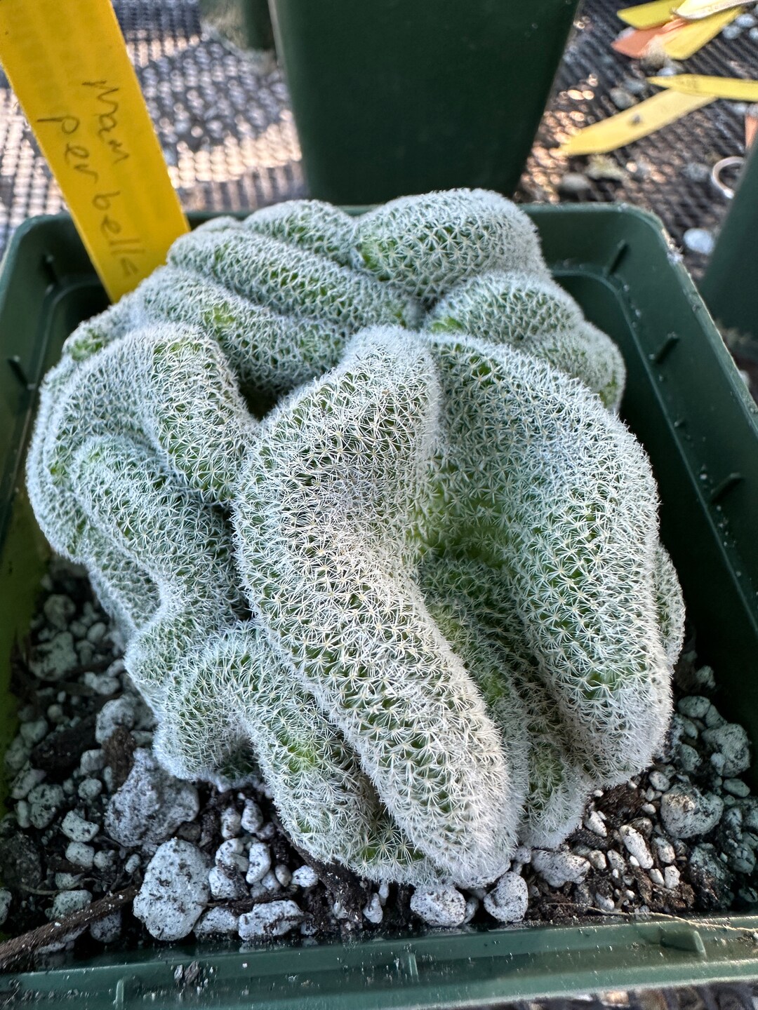 Mammillaria Perbella Cactus Crest in 4.25 Inch Pot F 63 - Etsy