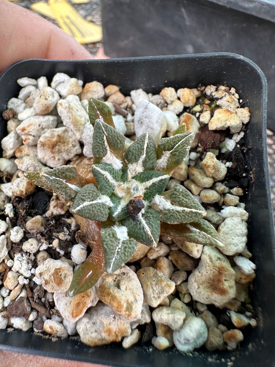 Ario Kotschoubeyanus Cactus Elephantides F 199 - Etsy