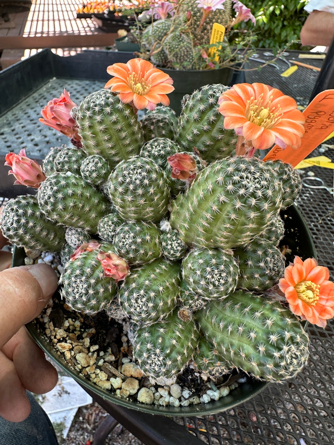 Rebutia Pygmaea V Nazareoenesis Cactus in 6 Inch Pot With Bicolored ...