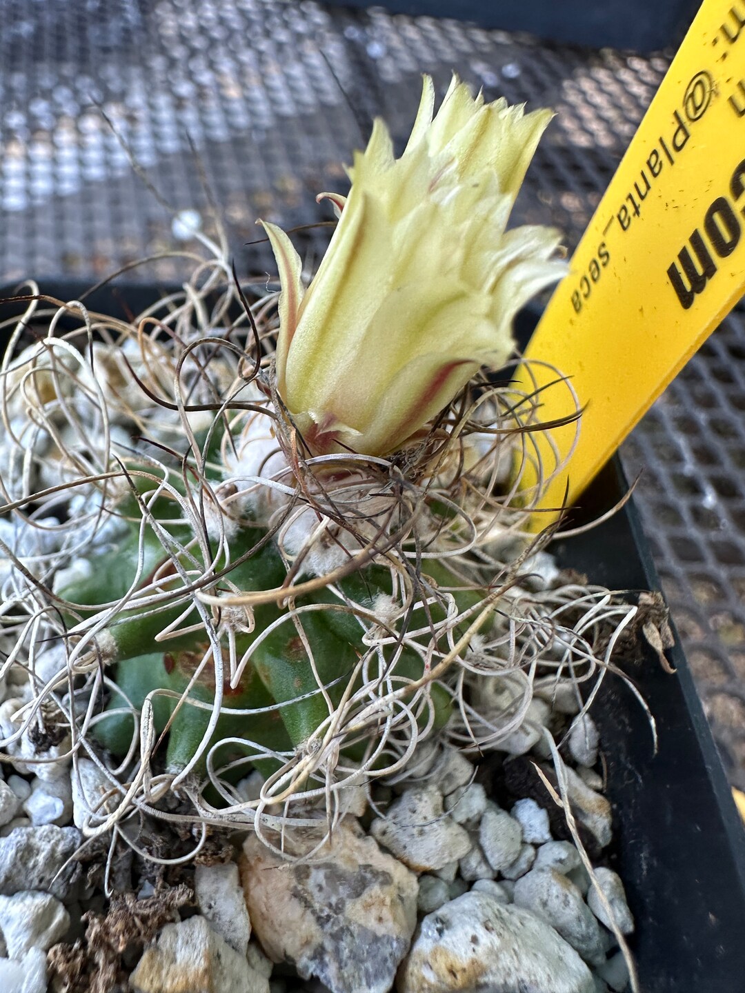 T. Krainzianus Cactus Rare D119 - Etsy