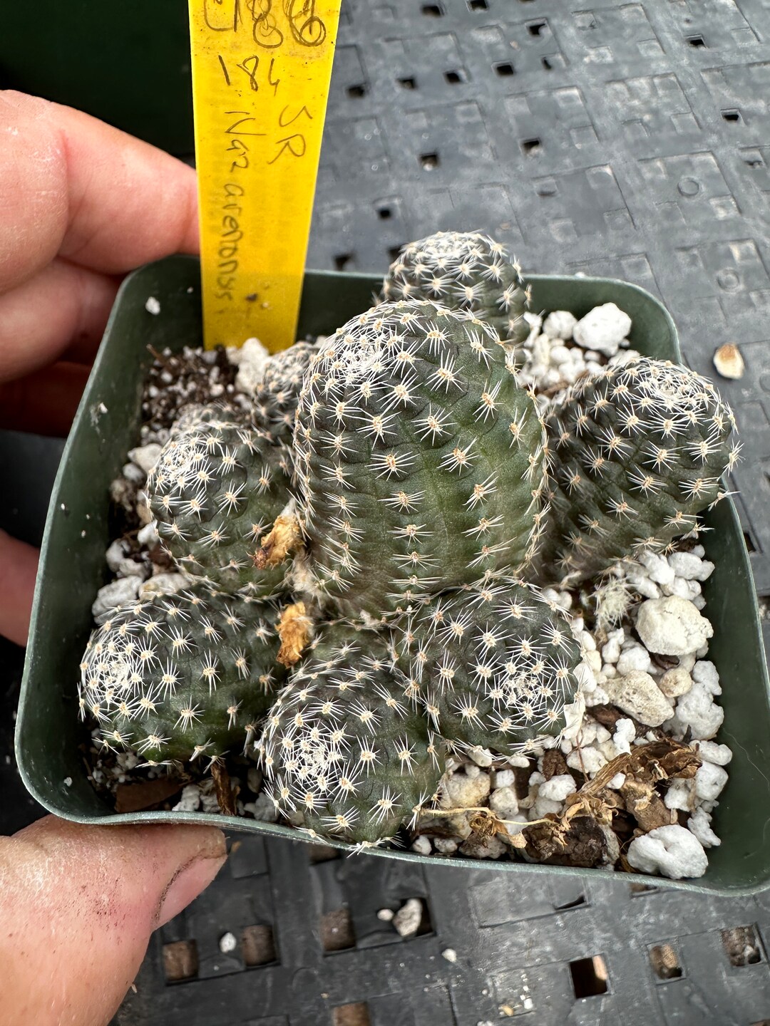 Rebutia Pygmaea V Nazoaenensis Cactus C 186 - Etsy
