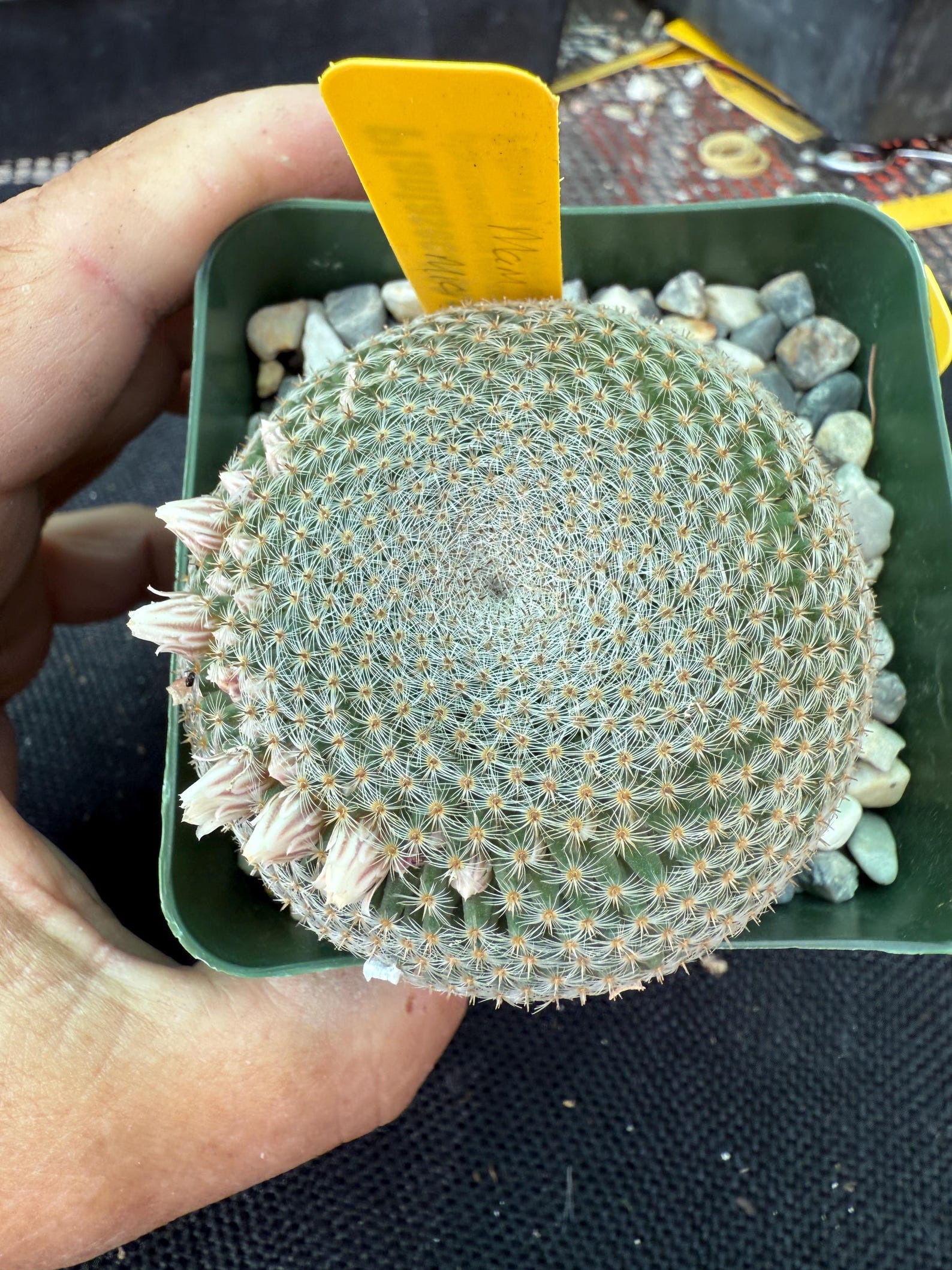 Mammillaria Microthele Uncommon Cactus F 64 - Etsy