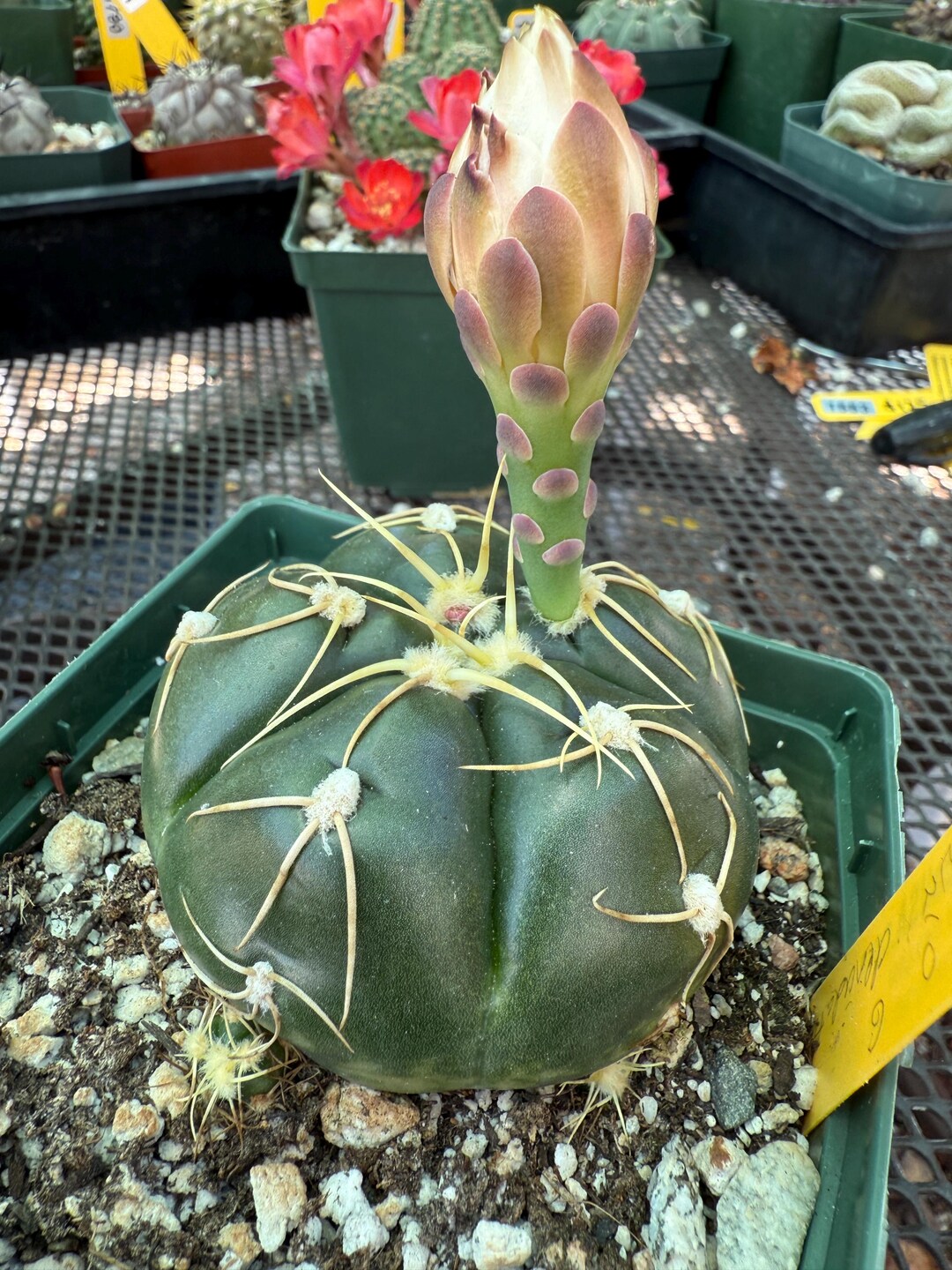 Gymnocalycium Denudatum Starting to Pup Touchable Cactus in 4 Inch Pot ...