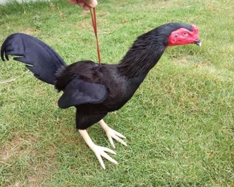 Hand Craft Doll Rooster Cock Chicken Silicone Realistic Hanging Amigo ...