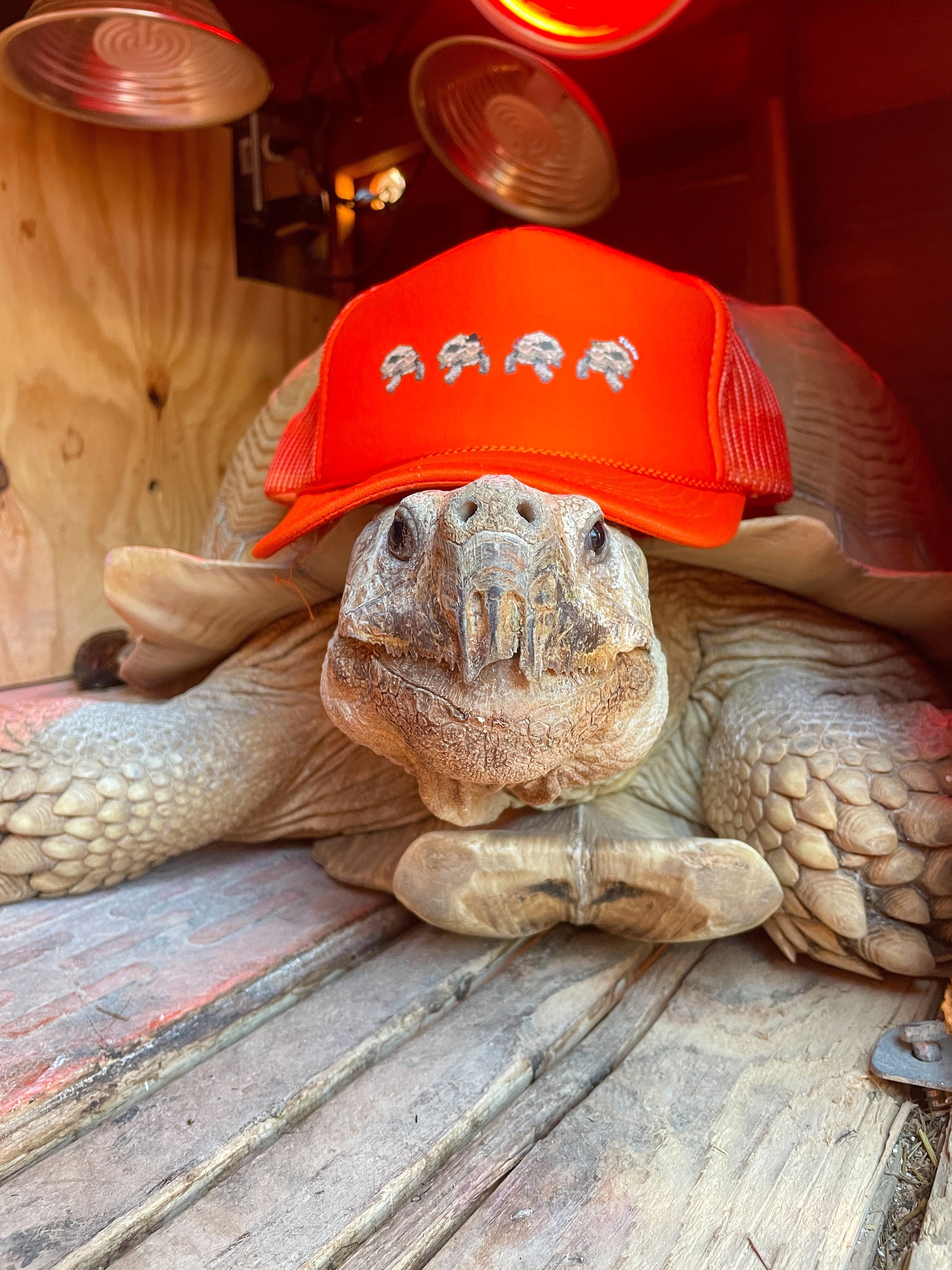 Turtles Wearing Hats