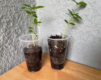 Jamun Plant java Plant Malabar Plum - Etsy