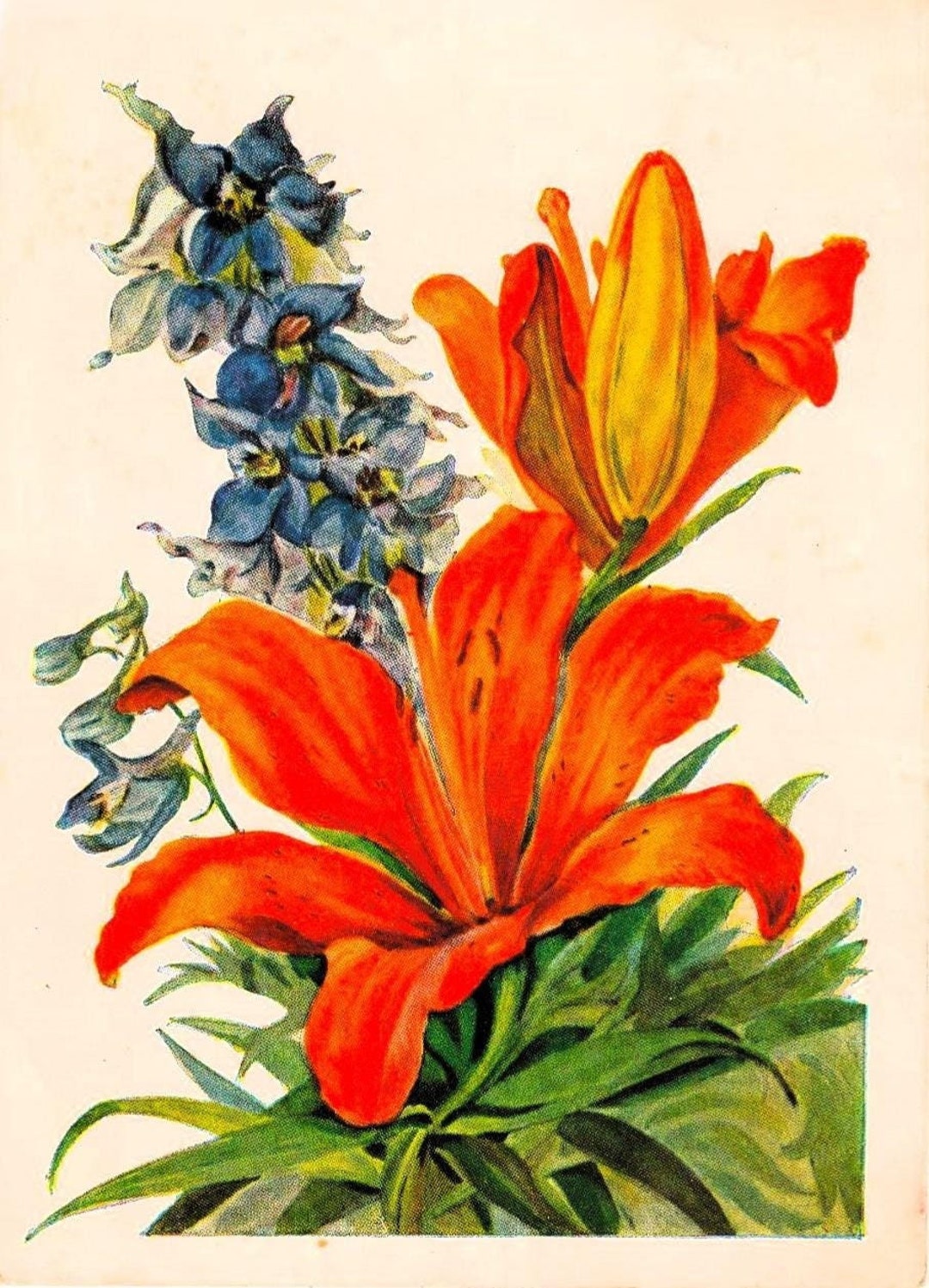 Botanical Art 1950s Floral Art Vintage Illustration of Farmhouse Lilies ...