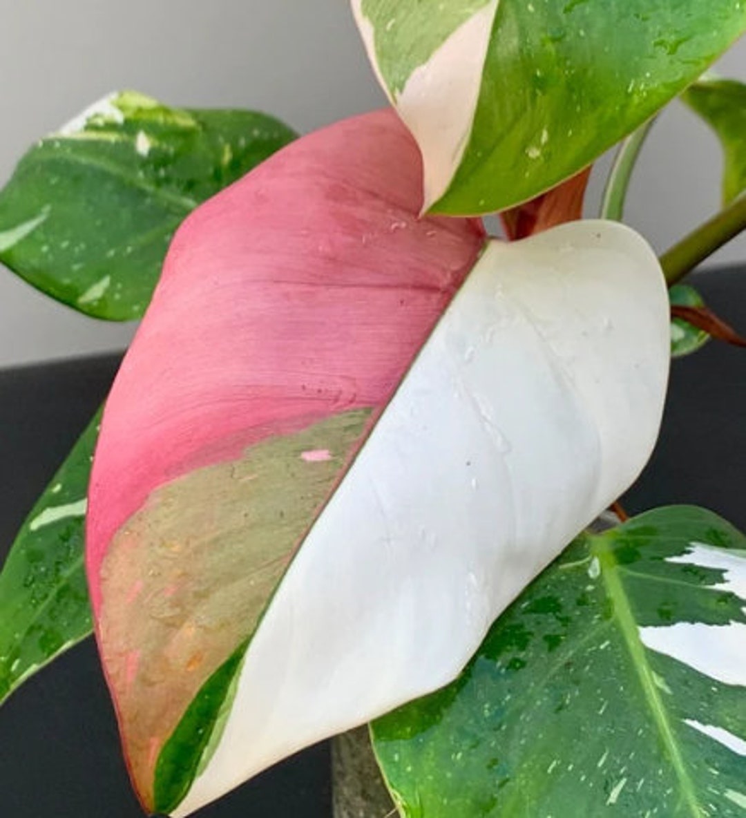 Philodendron White Princess Tricolor Rare Plant Variegated Nodes Rooted ...