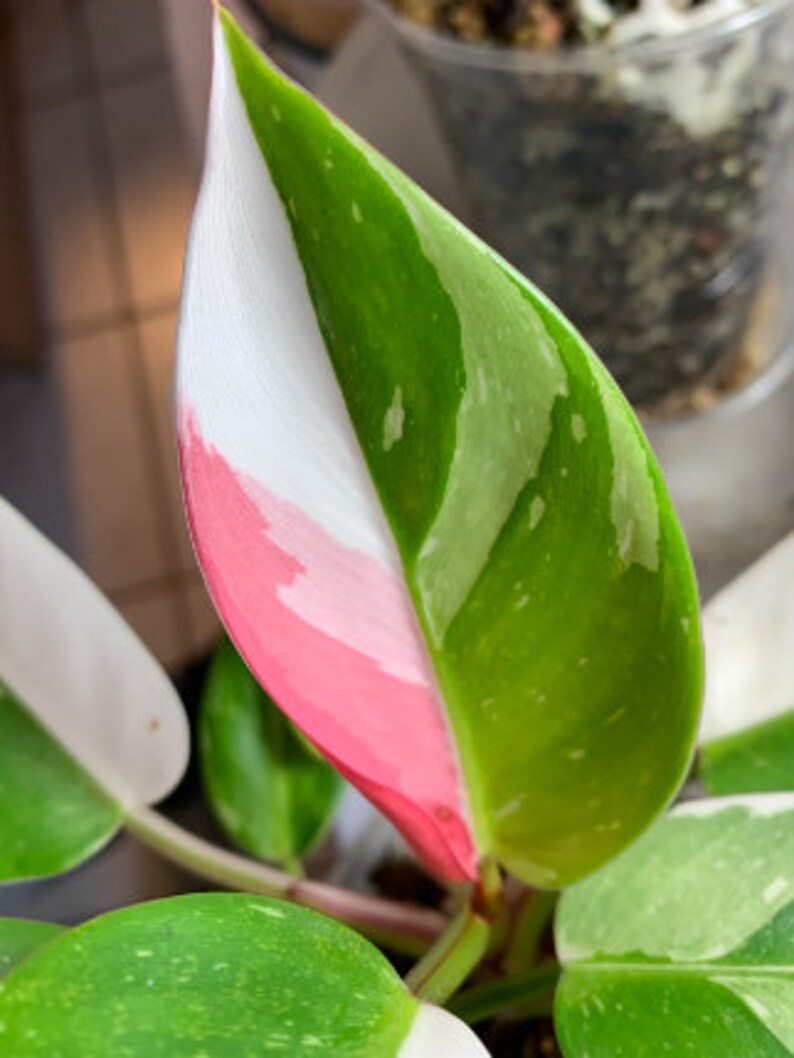 Philodendron White Princess Tricolor Rare Plant Variegated Nodes Rooted ...