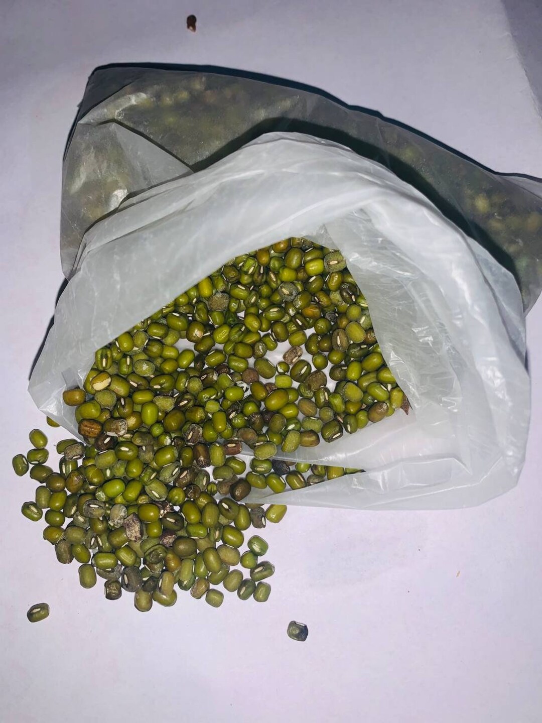 Mung Beans Green Gram Vigna Radiata Sproutable Raw Organic - Etsy