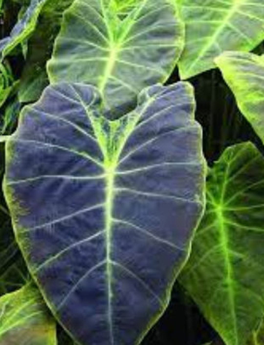 Rare Colocasia Emerald Galaxy Variegated Cuttings Nodes Planting Bulbs ...