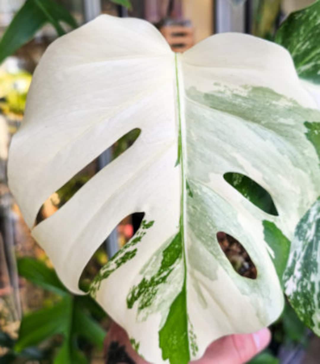 Monstera Deliciosa Albo Variegated Planting Nodes Rooted Cutting Free ...