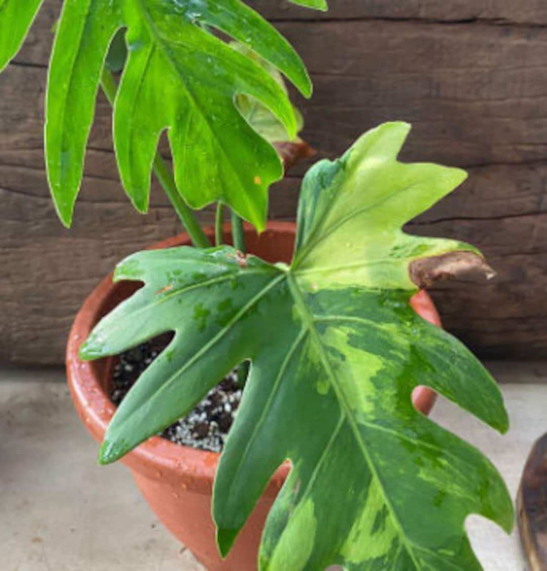 Rare Philodendron Radiatum Plants Bulbs Variegated Cutting Rooted Nodes ...