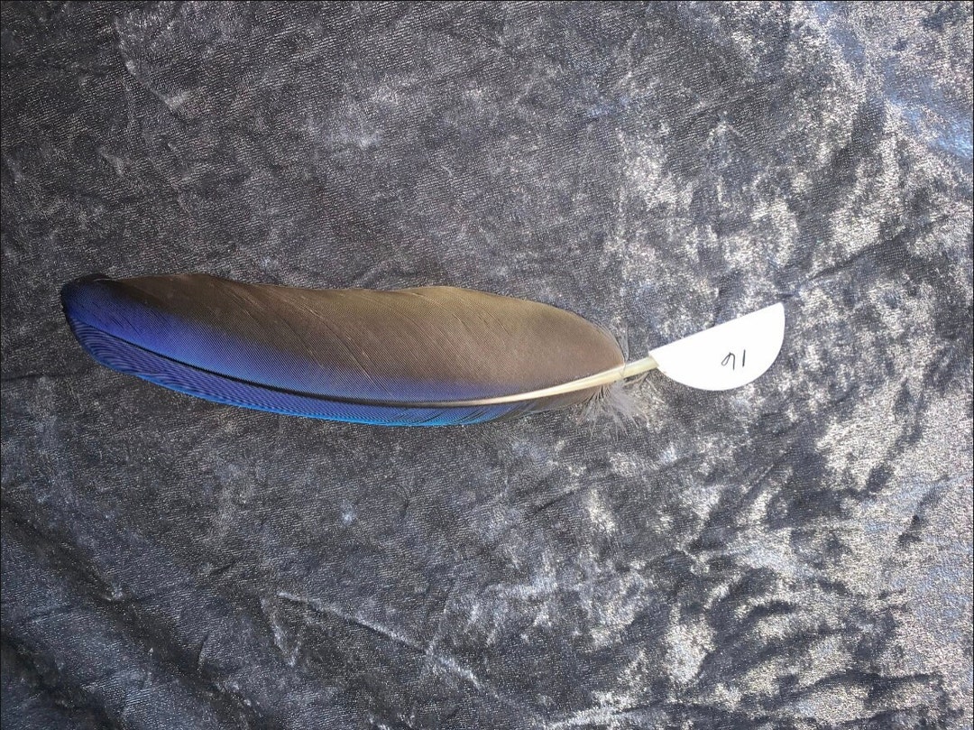 Scarlet Macaw Dropped Wing Feather - Etsy