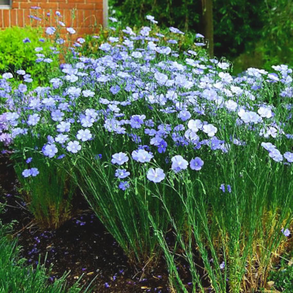 Flax Flowers Seeds sapphire Blue linum - Etsy UK