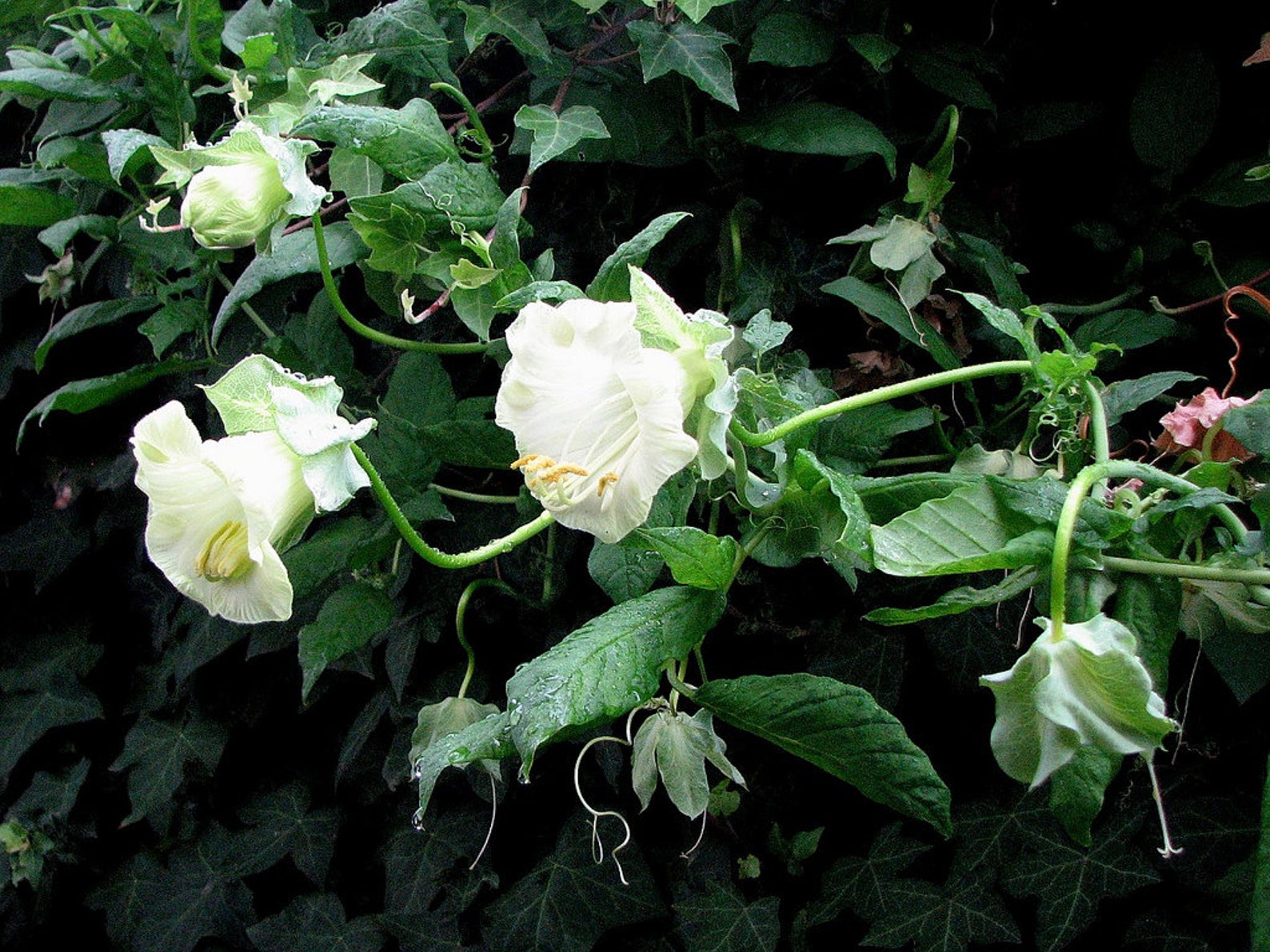 Kobea Flower Seeds white cobaea Scandens 04g - Etsy Canada