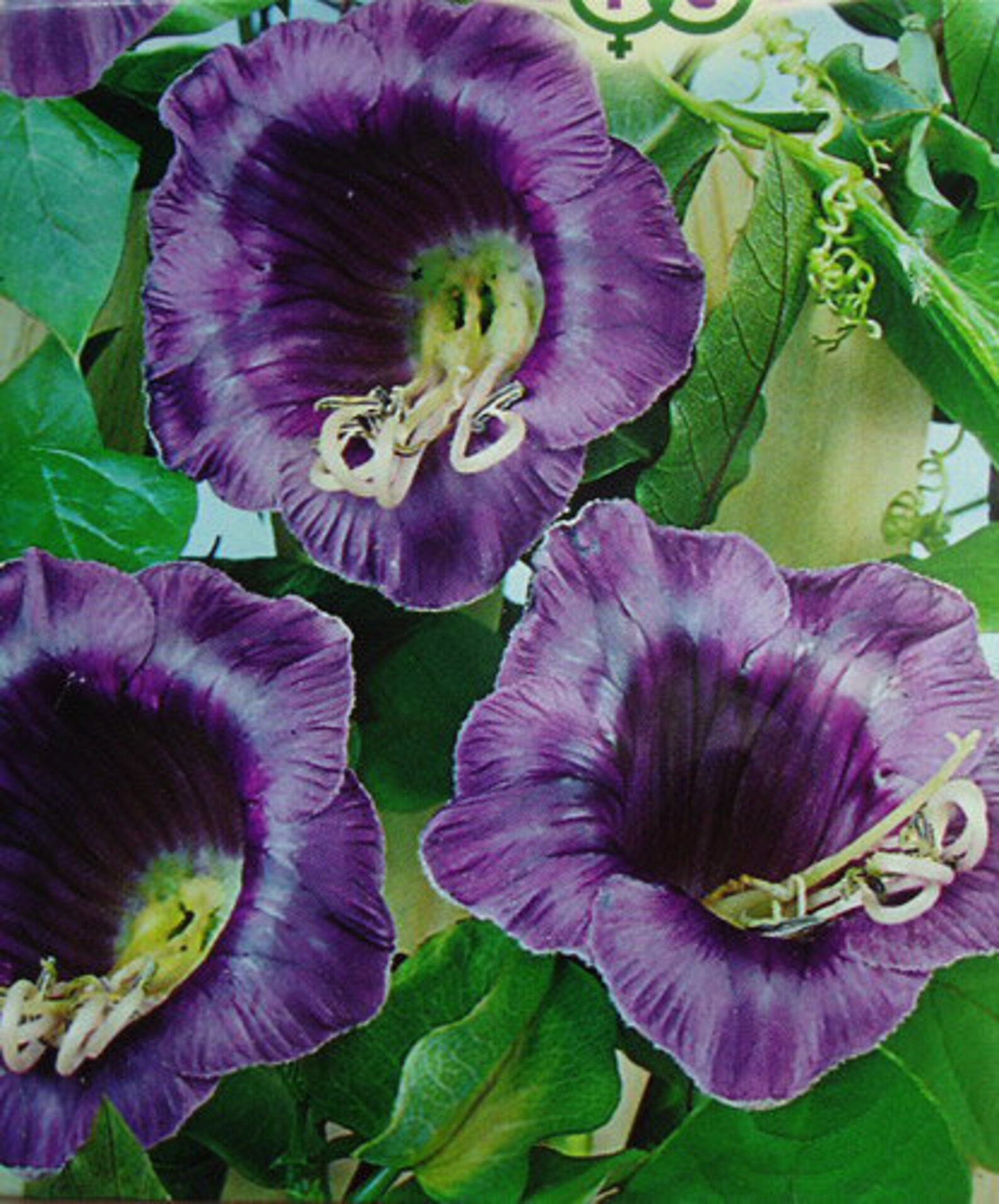 Graines de fleurs de Kobea Purple Bells Cobaea Scandens 0,3g Rêve ...