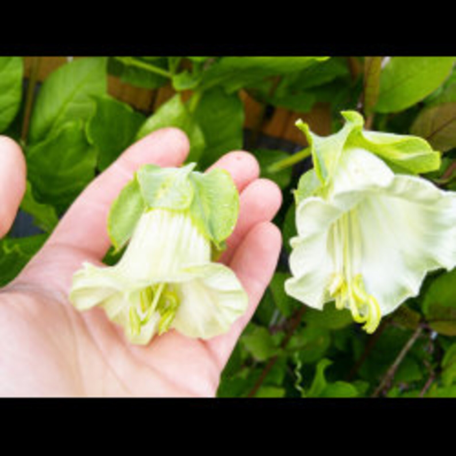 Kobea Flower Seeds white cobaea Scandens 04g - Etsy Canada