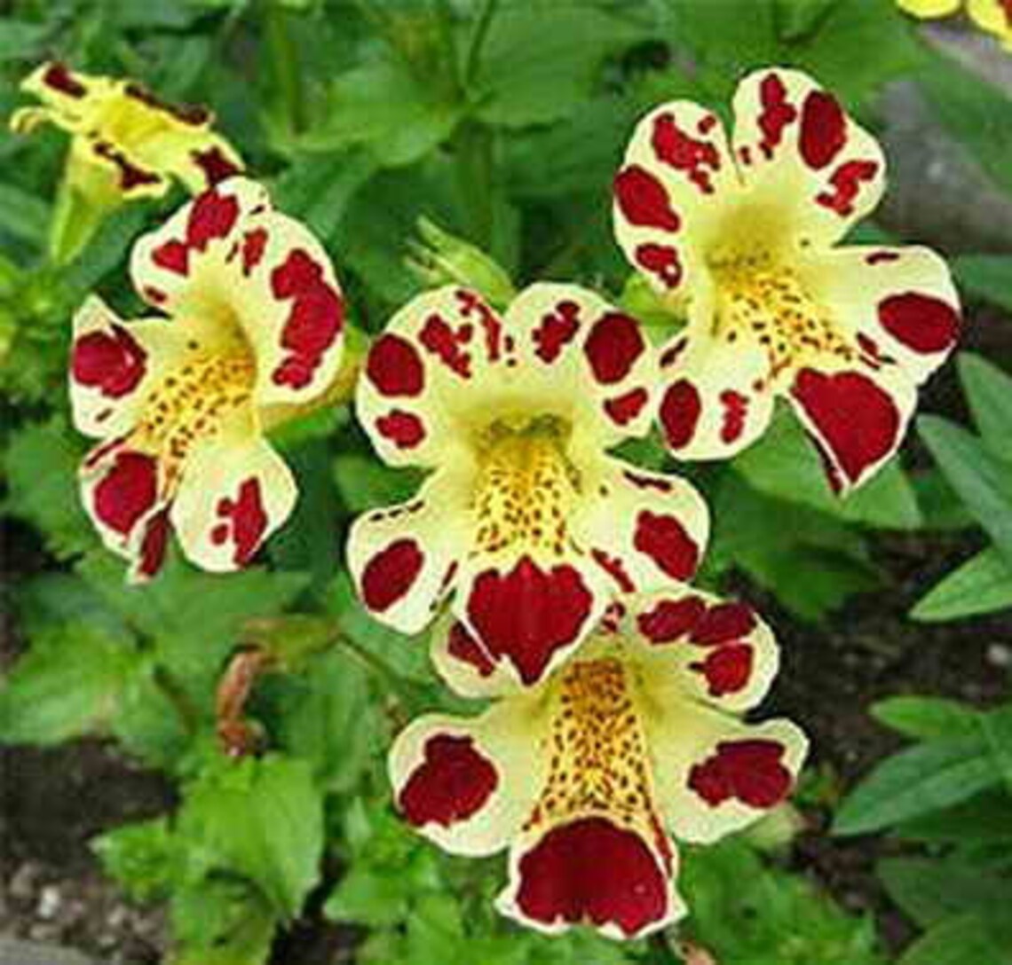 Mimulyus Flowers Seeds Mix Mimulus Hybridus 01g - Etsy España