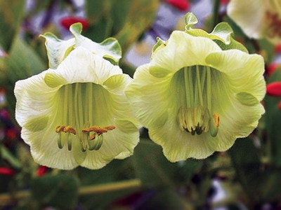 Kobea Flower Seeds white cobaea Scandens 04g - Etsy Canada