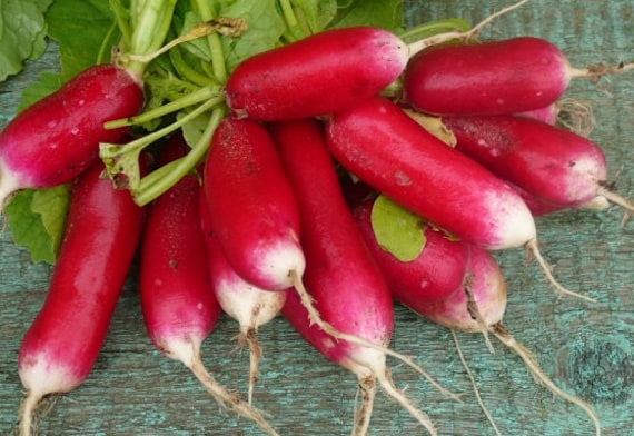 Radish Seeds 18 Tage Precocious 3g Natural Farmer | Etsy