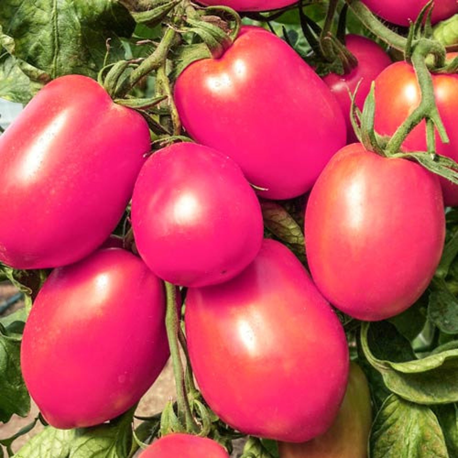 Tomato Seeds de-barao Pink Solanum Lycopersicum - Etsy UK