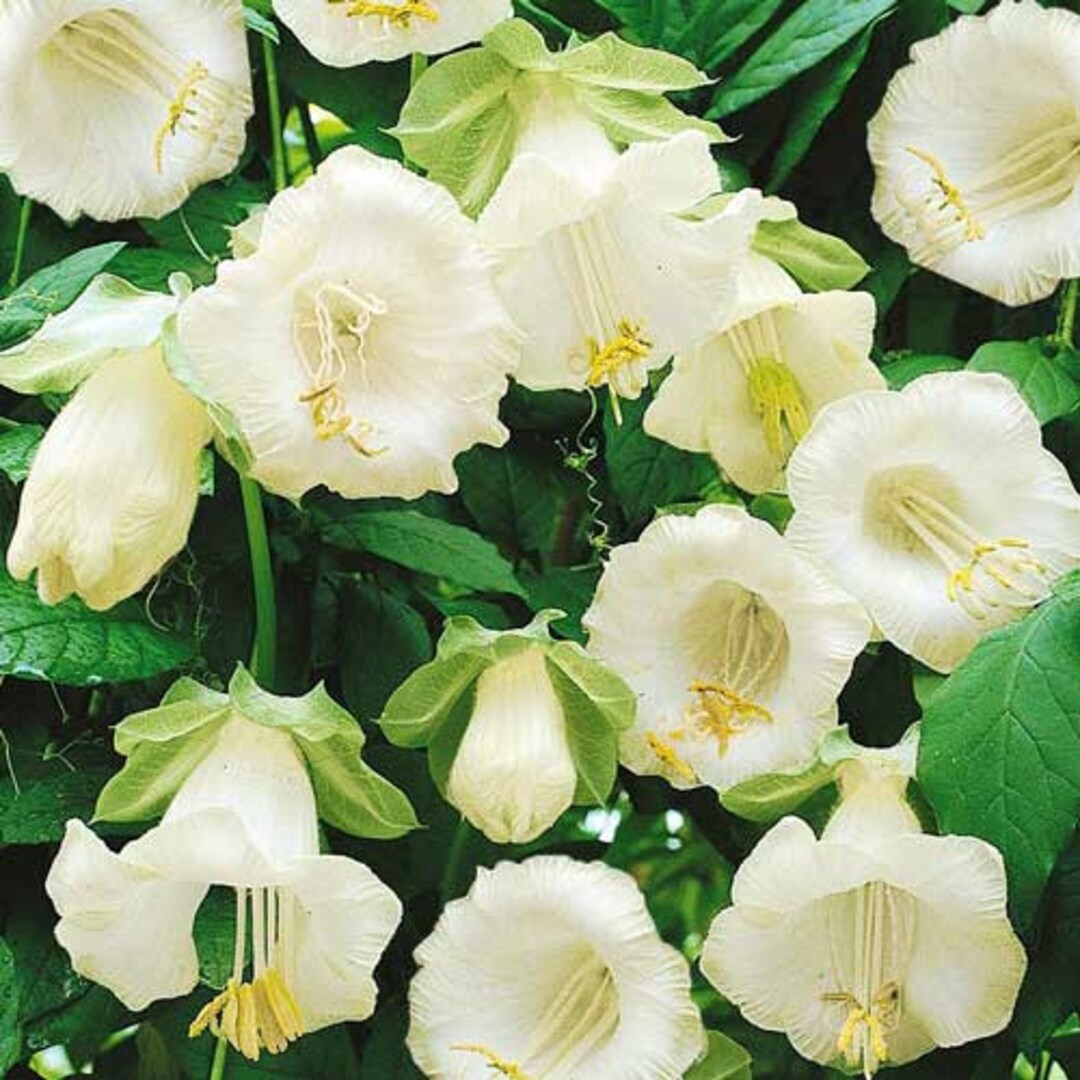Kobea Flower Seeds white cobaea Scandens 04g - Etsy Canada
