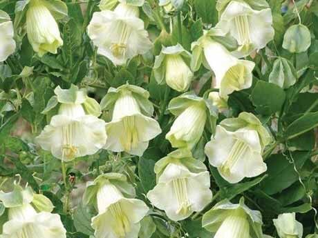Kobea Flower Seeds white cobaea Scandens 04g - Etsy Canada
