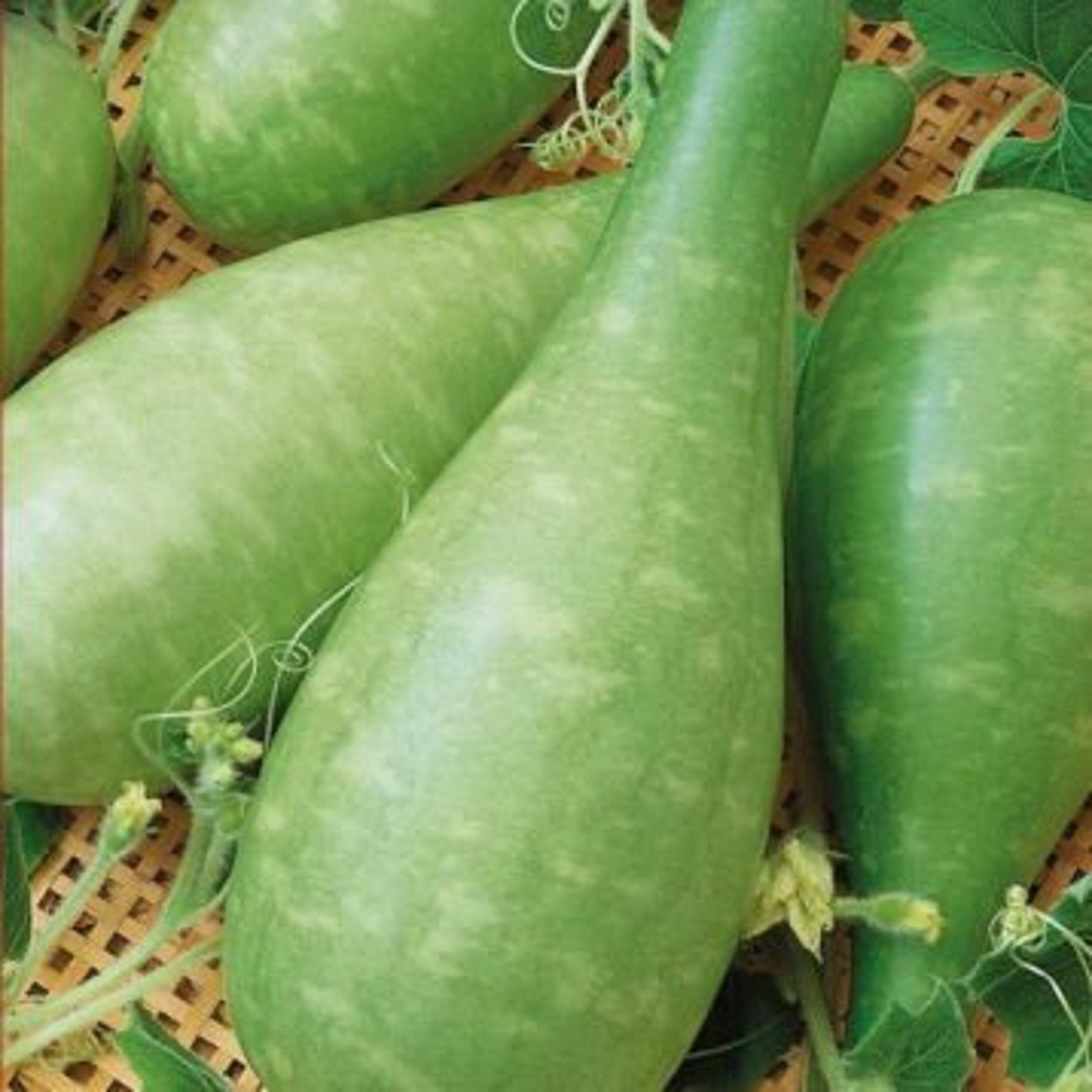 Squash Seeds lagenaria Bottle Vietnamese Zucchini 1g Natural Farmer's ...