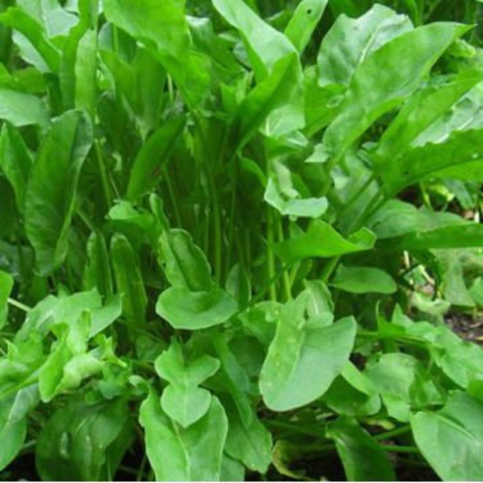 Zuring zaden Broadleaf 2g Natural Farmer's - Etsy Nederland