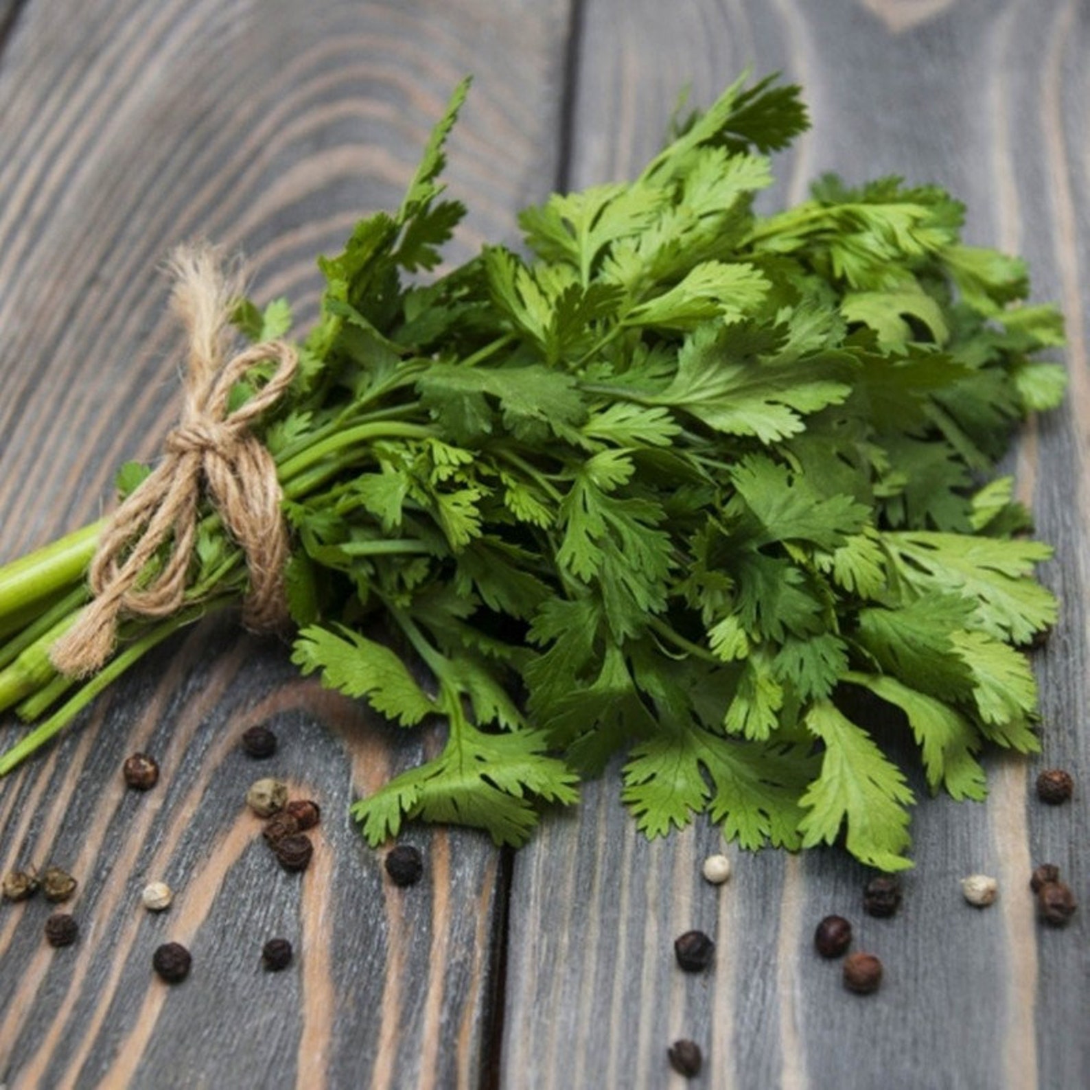Semillas de cilantro Nectar Coriandrum Sativum 3g Sueño de Granjero ...