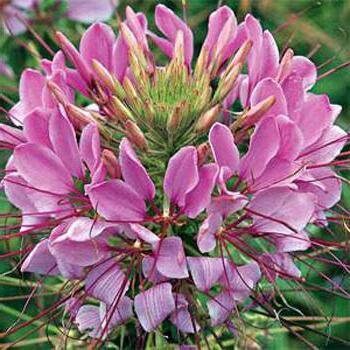 Cleomenes Blumensamen Mix Cleome Spinosa 025g | Etsy