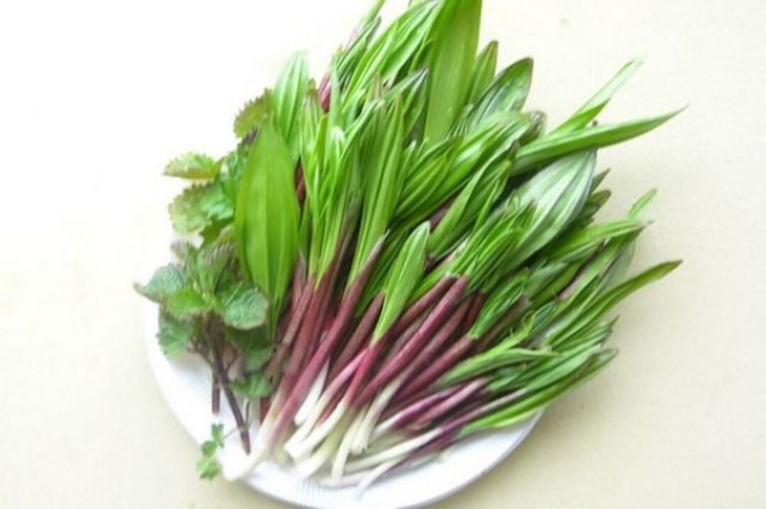 Graines d'ail des ours Ramsons Cheremsha 0,5g Natural Farmer's dream ...