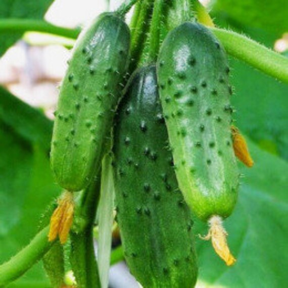 Cucumber Seeds royal F1 025 G Early Natural | Etsy