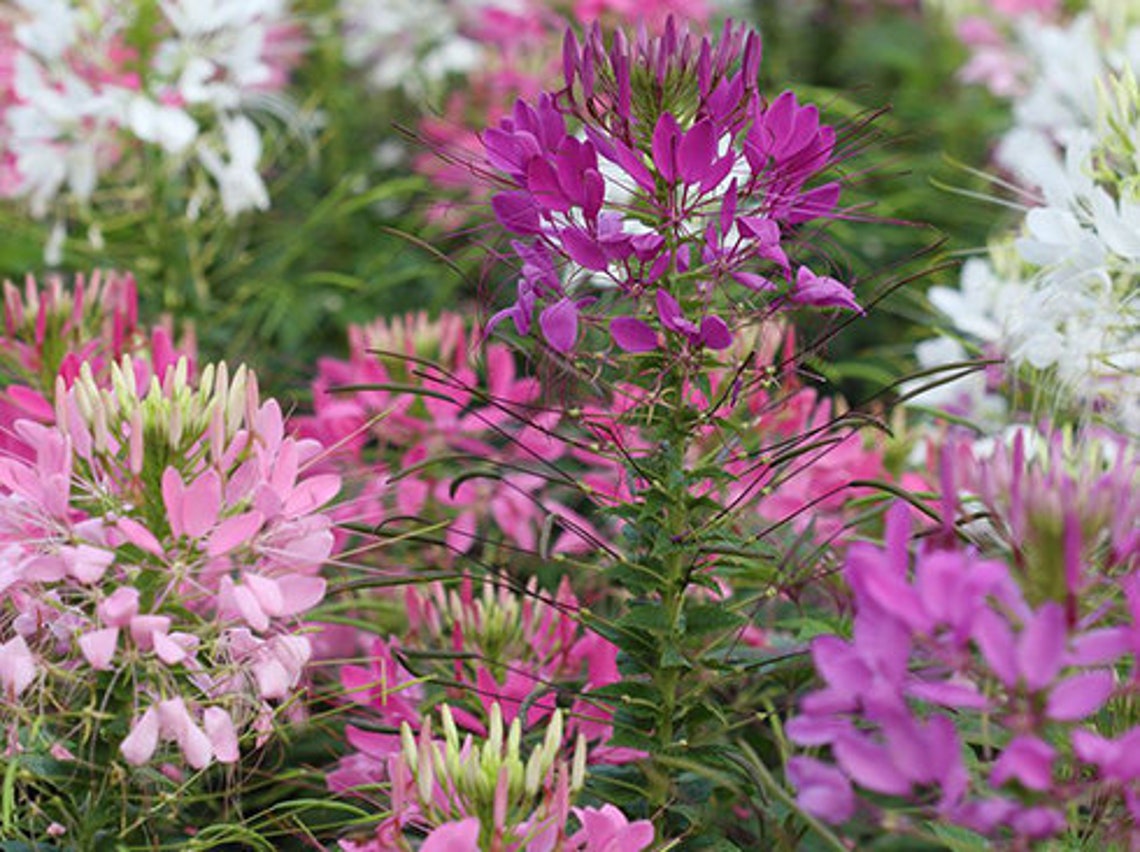 Cleomenes Flower Seeds Mix Cleome Spinosa 025g | Etsy