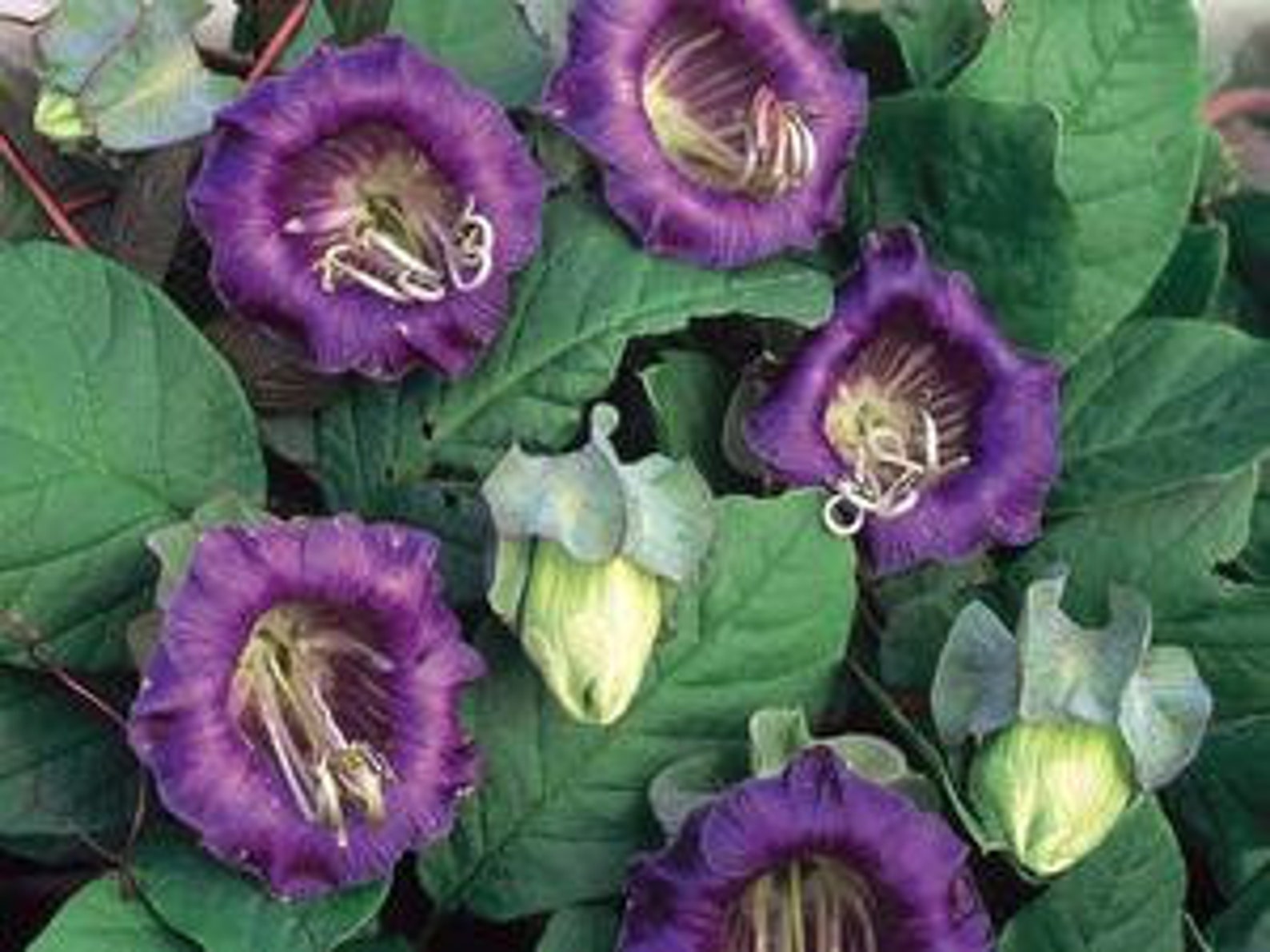 Graines de fleurs de Kobea Purple Bells Cobaea Scandens 0,3g Rêve ...