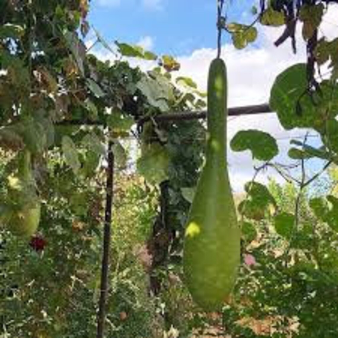 Squash Seeds lagenaria Bottle Vietnamese Zucchini 1g Natural Farmer's ...