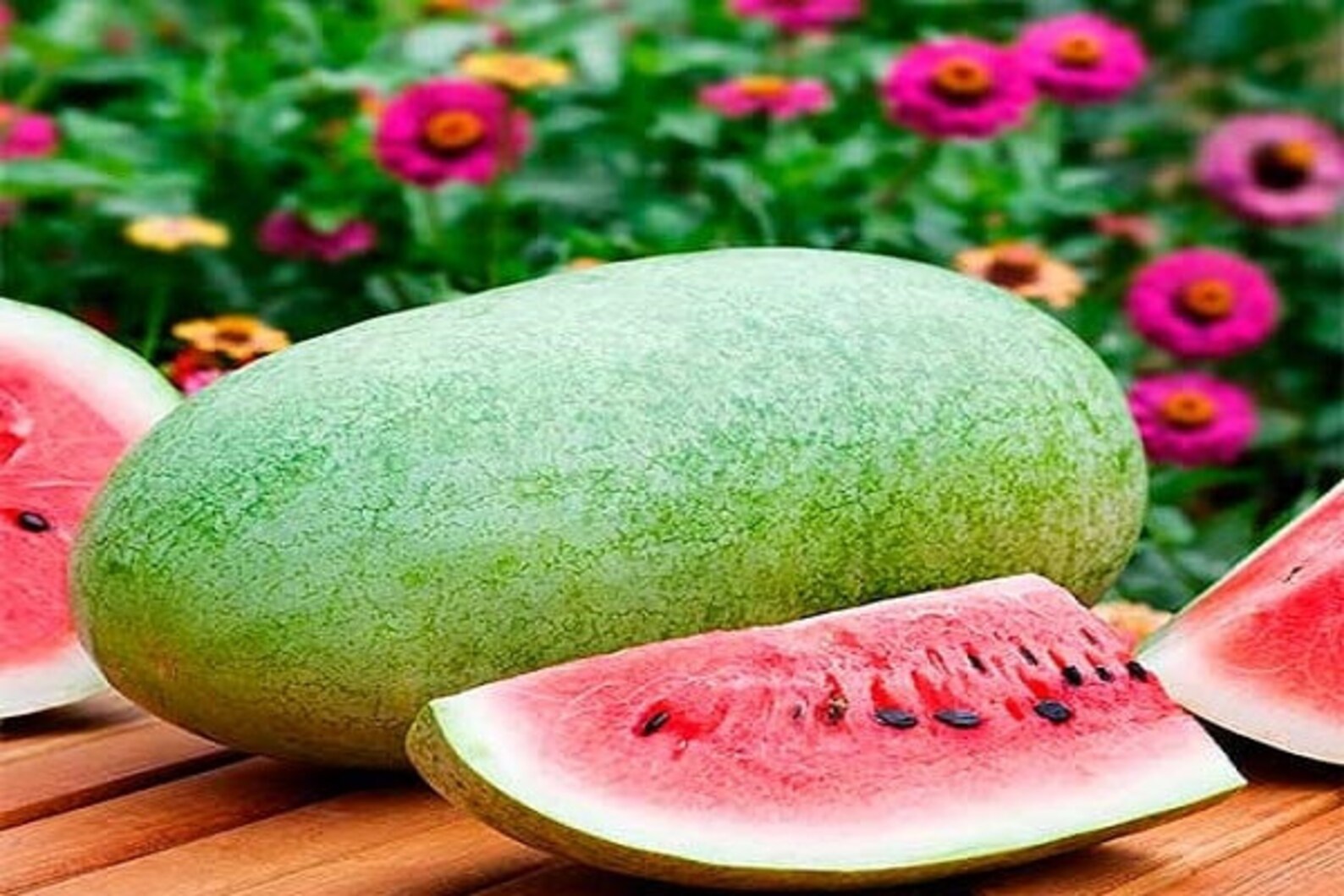 Watermelon Seeds Charleston Gray 1g Natural Farmer's Dream | Etsy