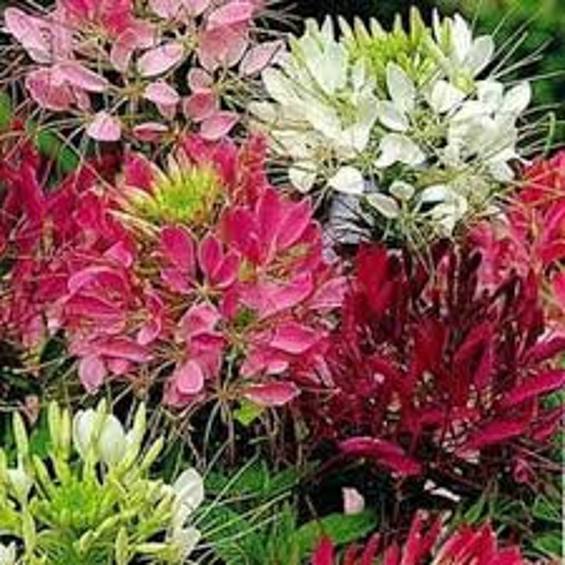 Cleomenes Flower Seeds mix cleome Spinosa 025g | Etsy
