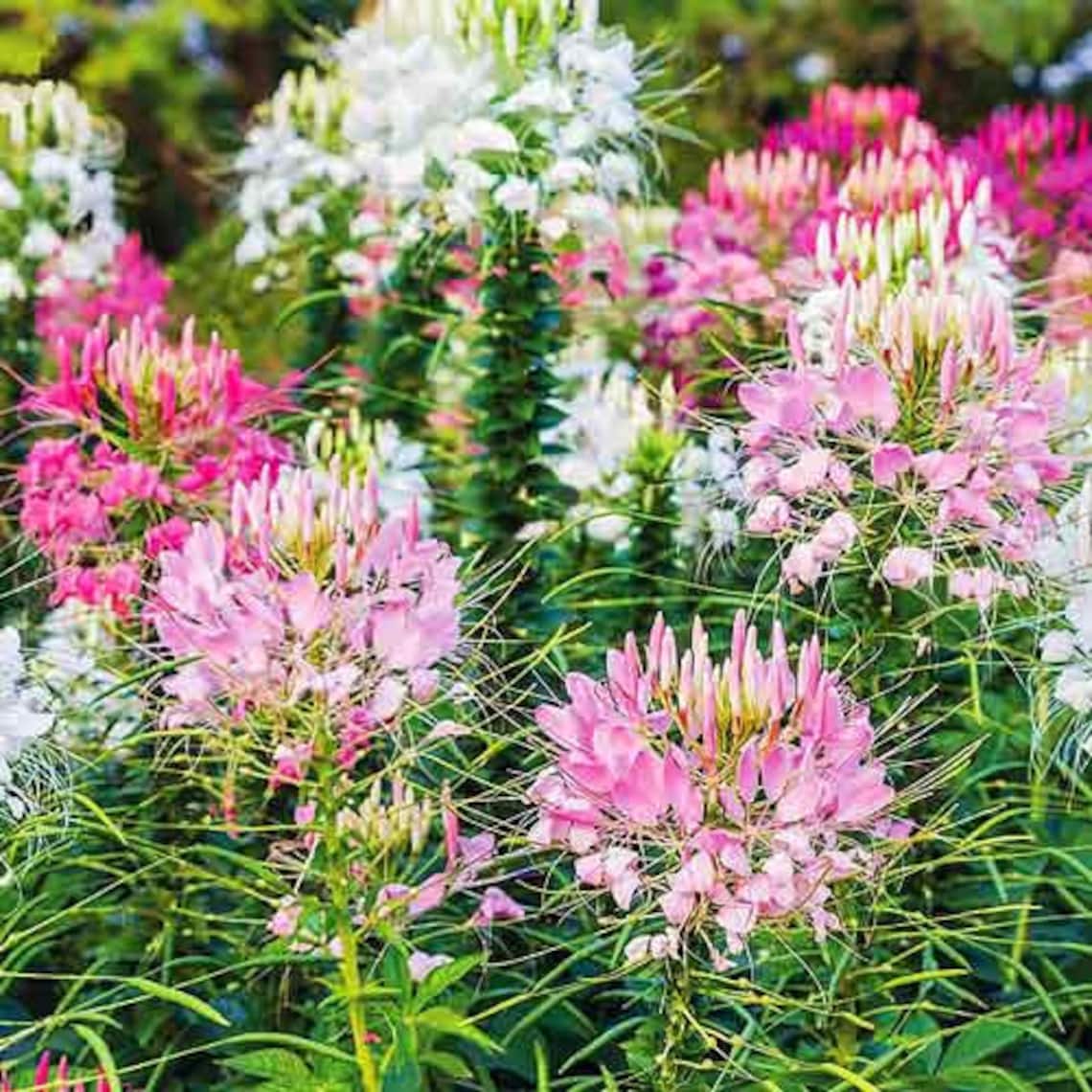 Cleomenes Blumensamen Mix Cleome Spinosa 025g | Etsy