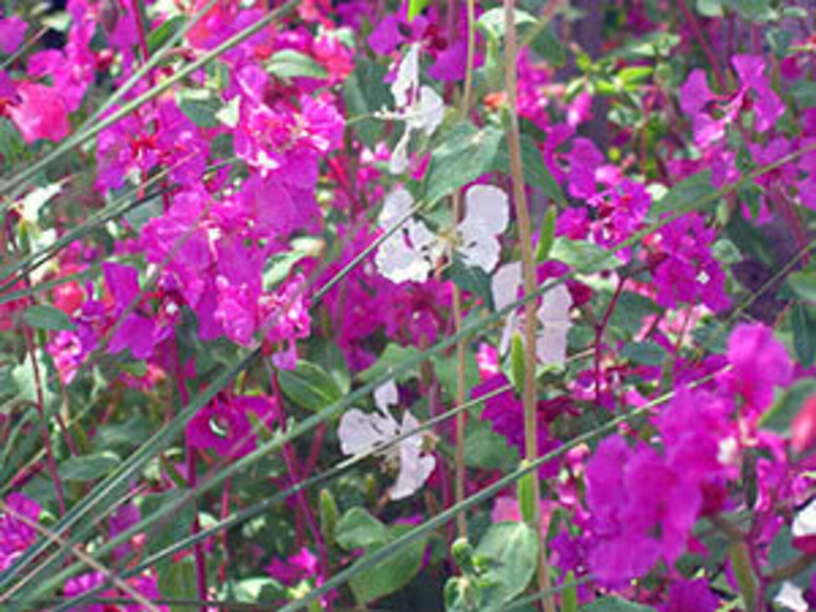 Clarkia Flowers Seeds pretty Mix clarkia | Etsy