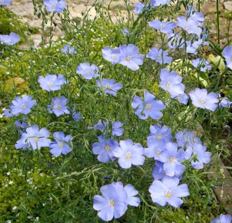 Flax Flowers Seeds sapphire Blue linum - Etsy