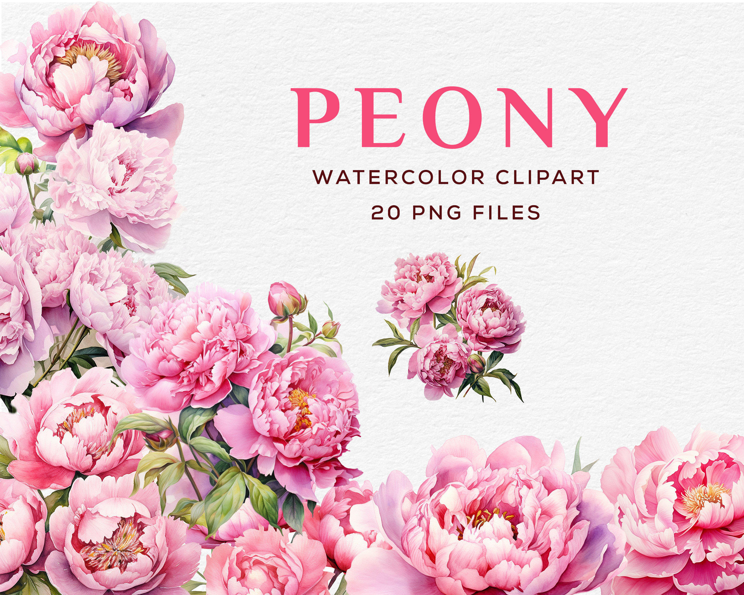 Light Pink Flowers, Watercolor Peony, Watercolor Peony Clipart, Pink ...