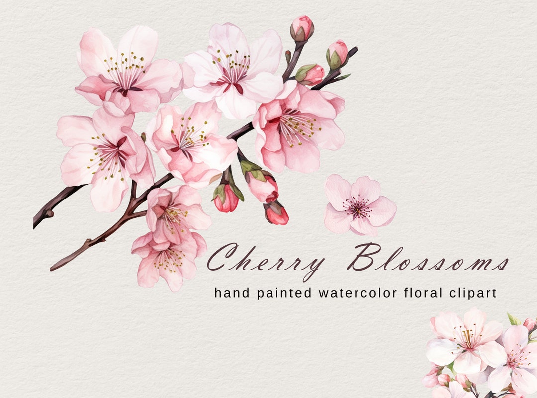 Botanical Watercolor Cherry Blossom Clipart, Printable PNG Files of ...