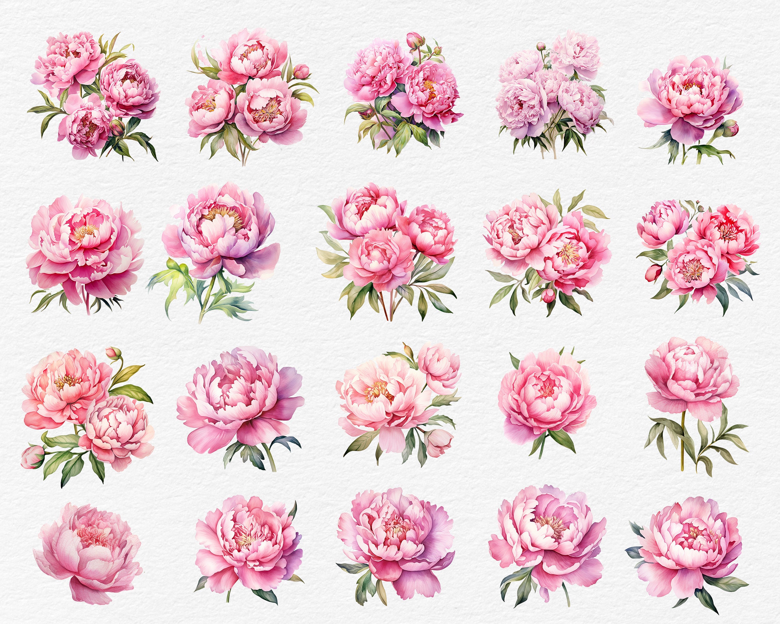 Light Pink Flowers, Watercolor Peony, Watercolor Peony Clipart, Pink ...